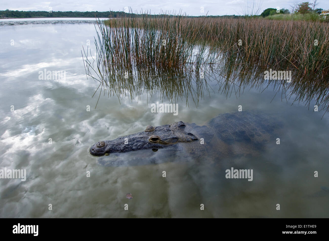 Crocodylus moreletii, Morelet's Crocodile or Mexican Crocodile, Coba ...