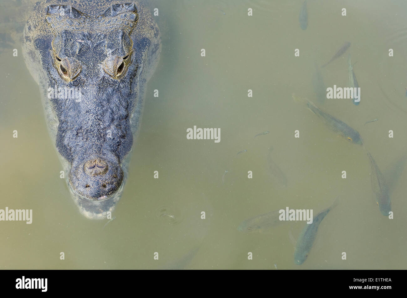 Mexican crocodiles hi-res stock photography and images - Alamy