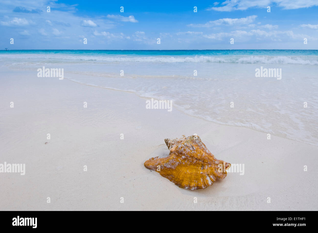 Conch shell washed up on tulum beach hi-res stock photography and ...