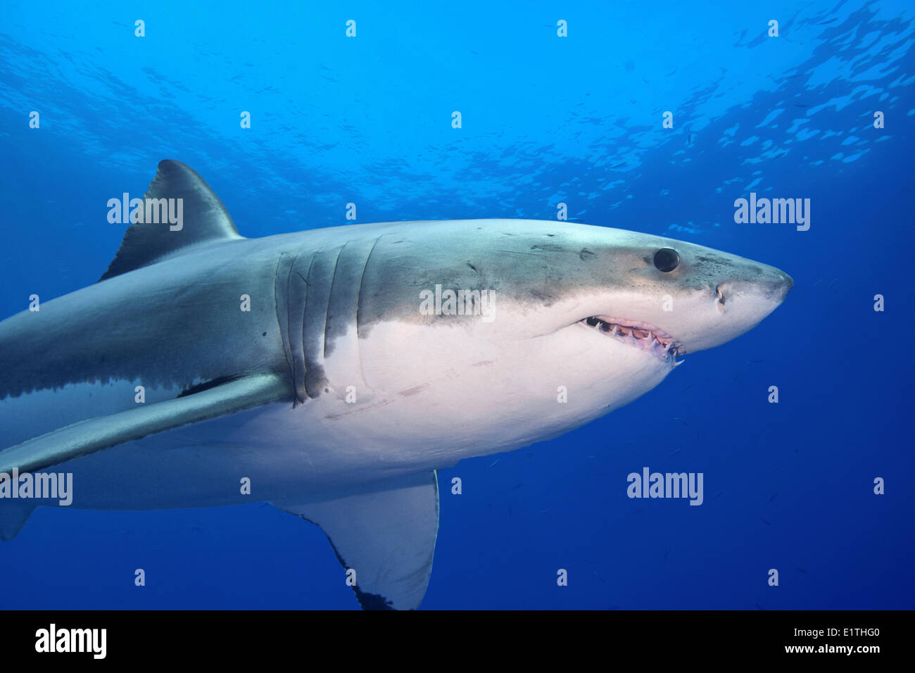 Great white shark (Carcharodon carcharias), Isla Guadalupe, Baja ...