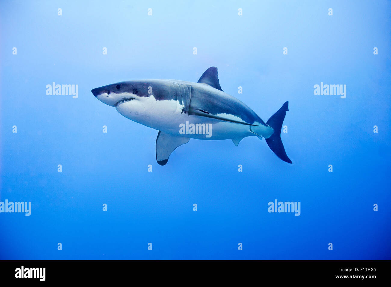 Great white shark side view hi-res stock photography and images - Alamy
