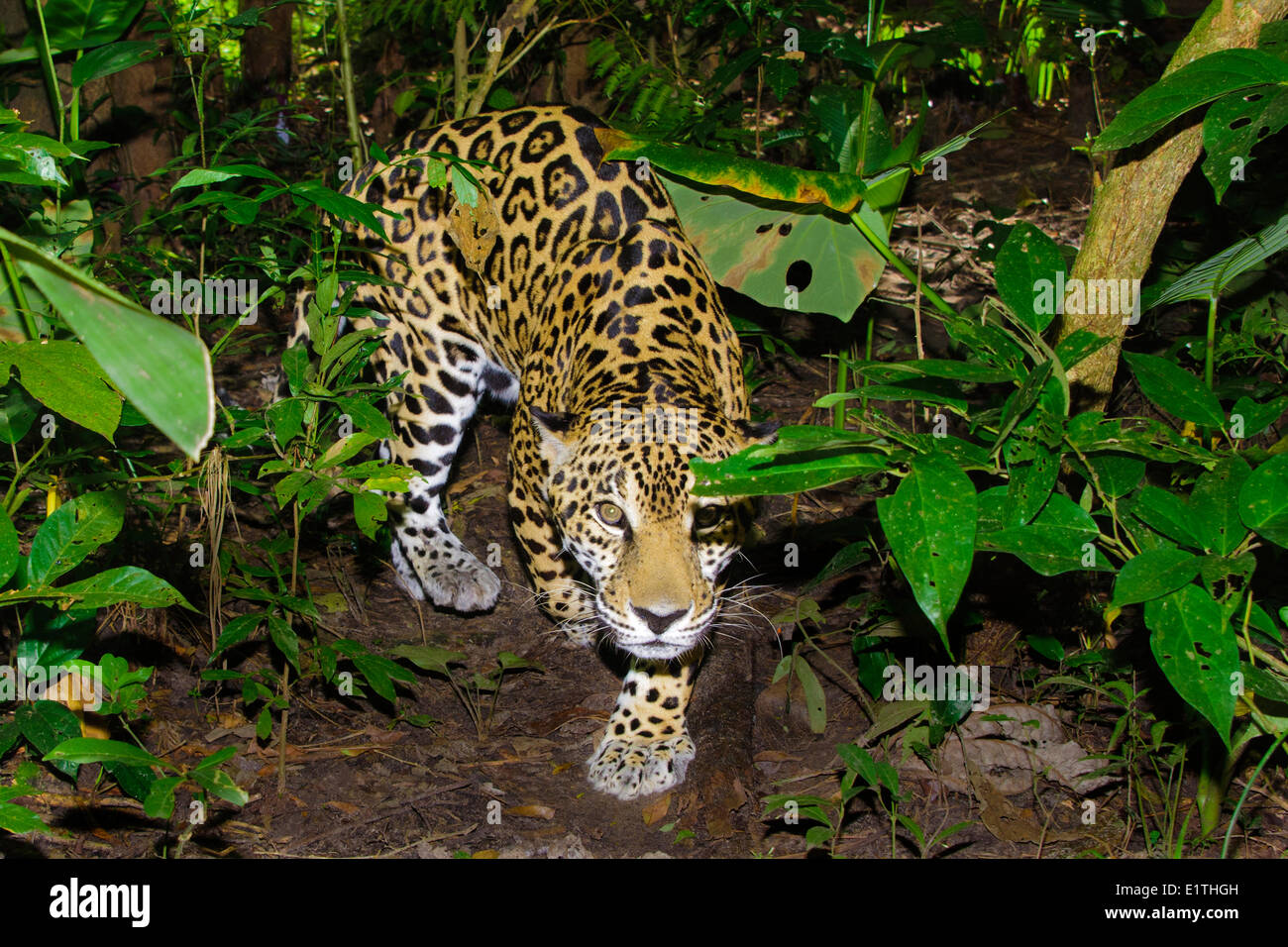 Jaguars In The Rainforest
