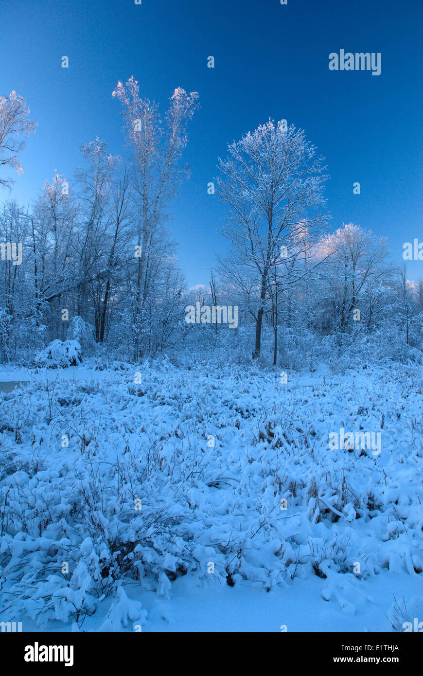 Snow covered trees at the end of bright winters day hi-res stock ...