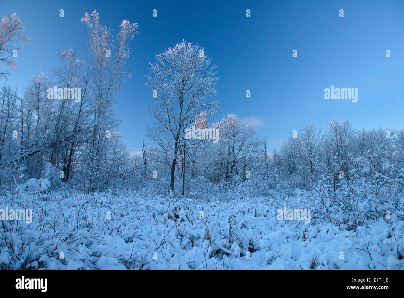 Snow covered trees at the end of bright winters day hi-res stock ...