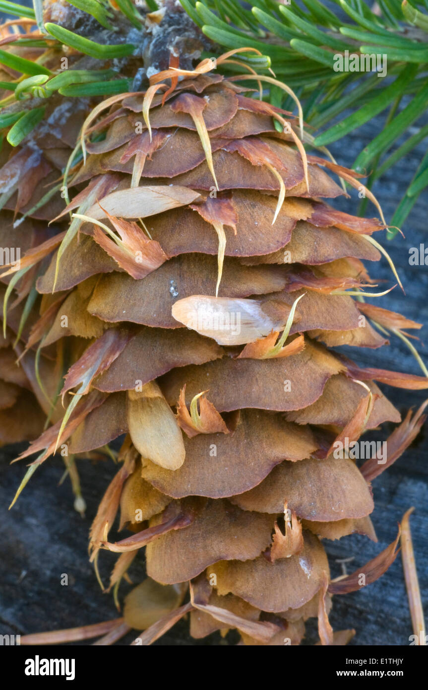 Cone of douglas fir pseudotsuga menziesii shedding seeds hi-res stock ...