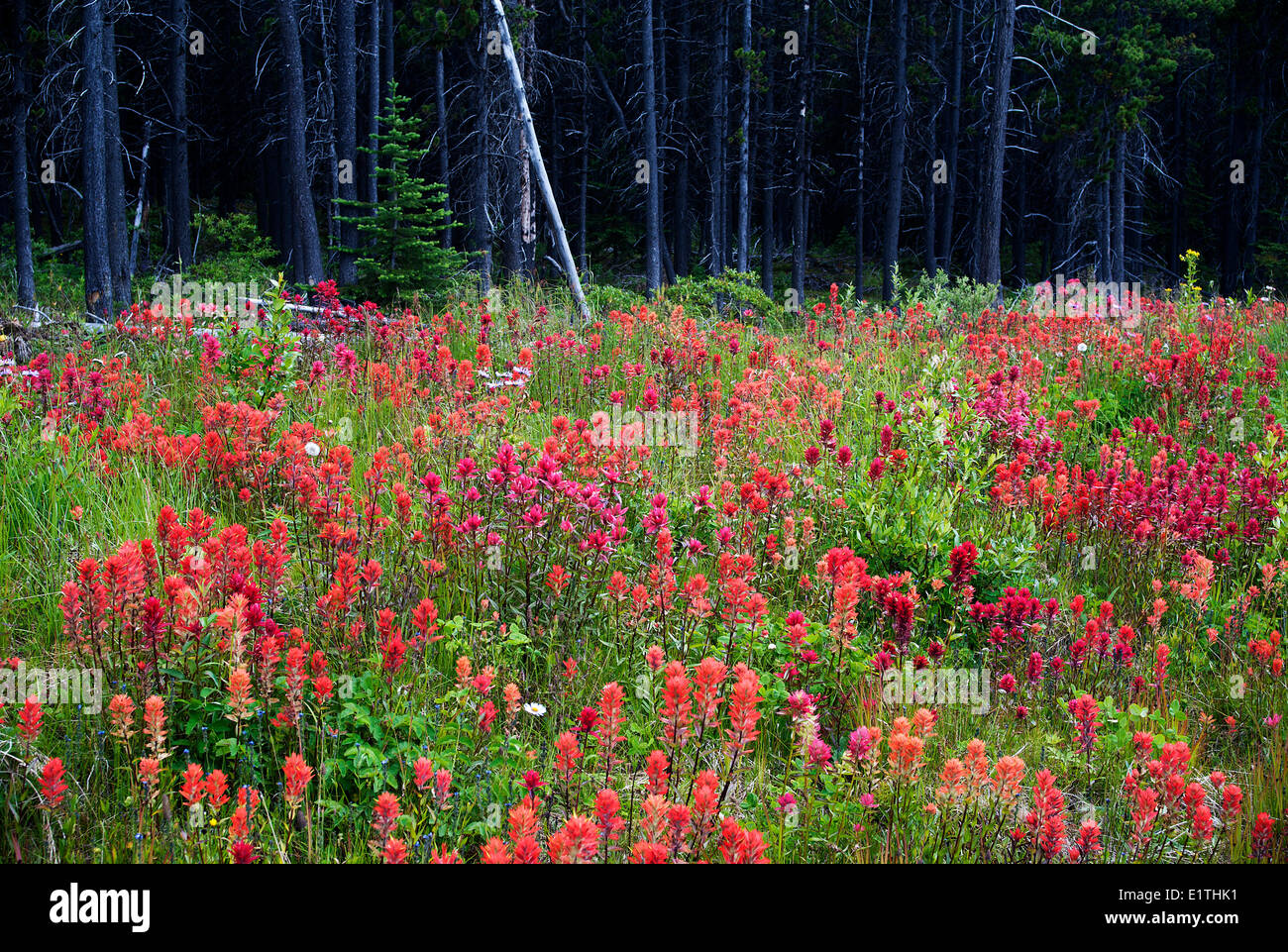 Picea glaucaxengelmannii hi-res stock photography and images - Alamy