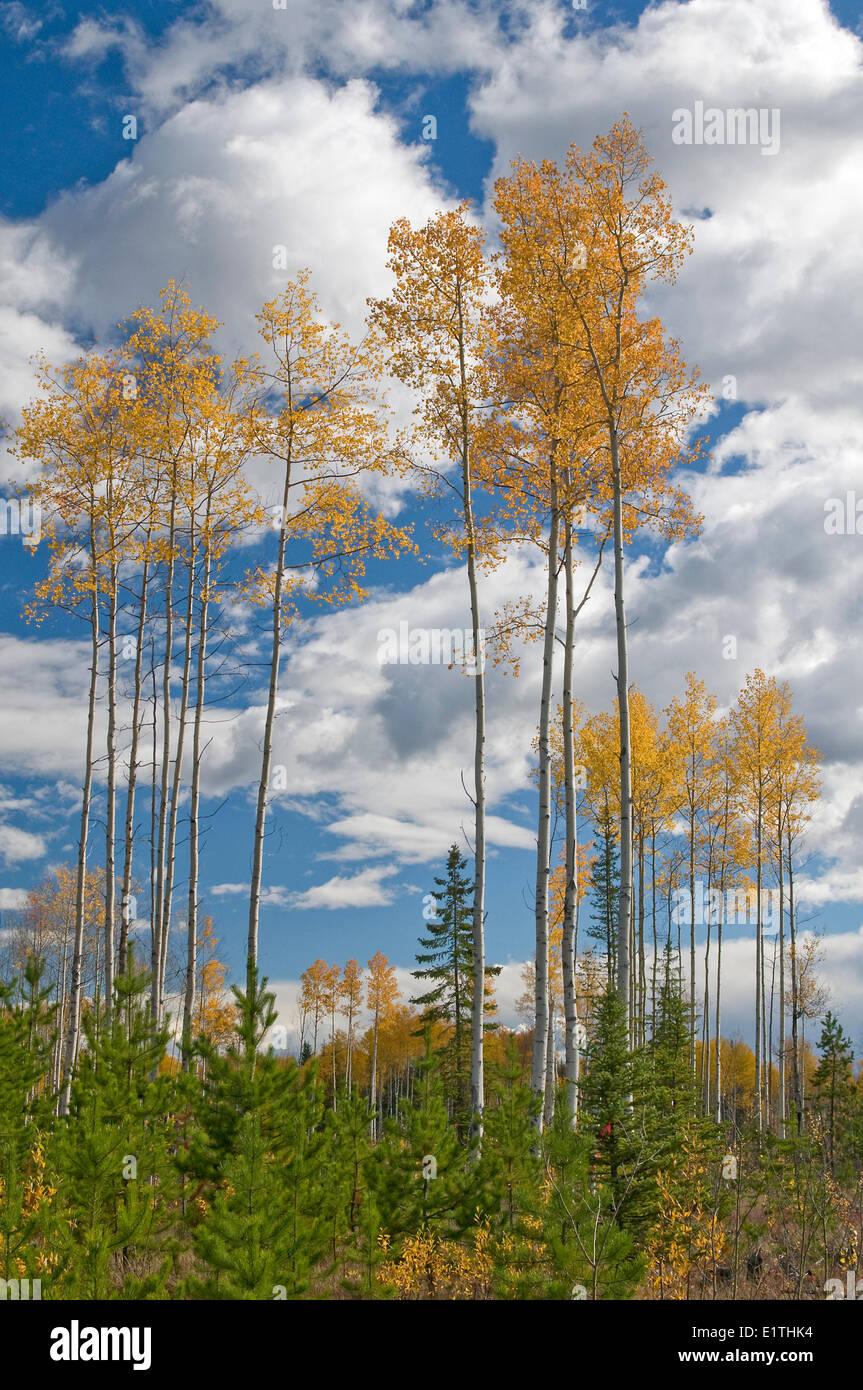 Lodgepole pine pinus contorta hi-res stock photography and images - Alamy