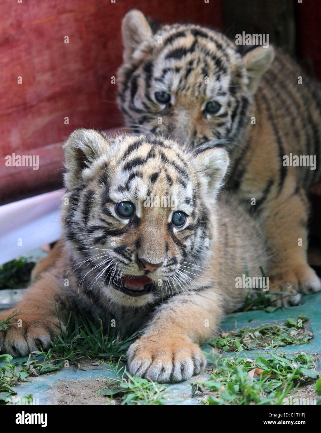 Shiyan, China's Hubei Province. 10th June, 2014. Siberian tiger cubs ...