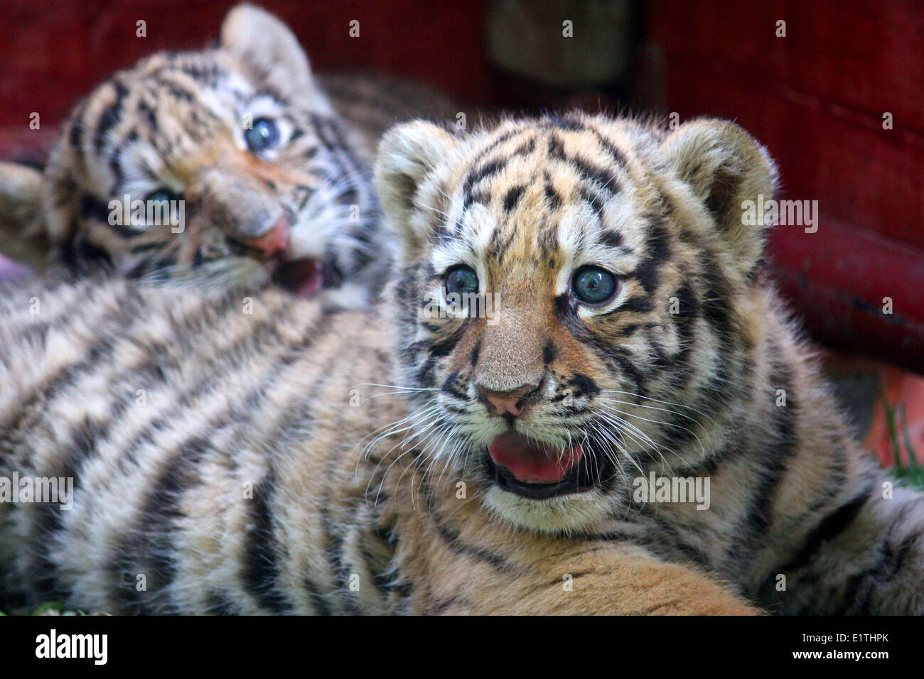 Shiyan, China's Hubei Province. 10th June, 2014. Siberian tiger cubs ...