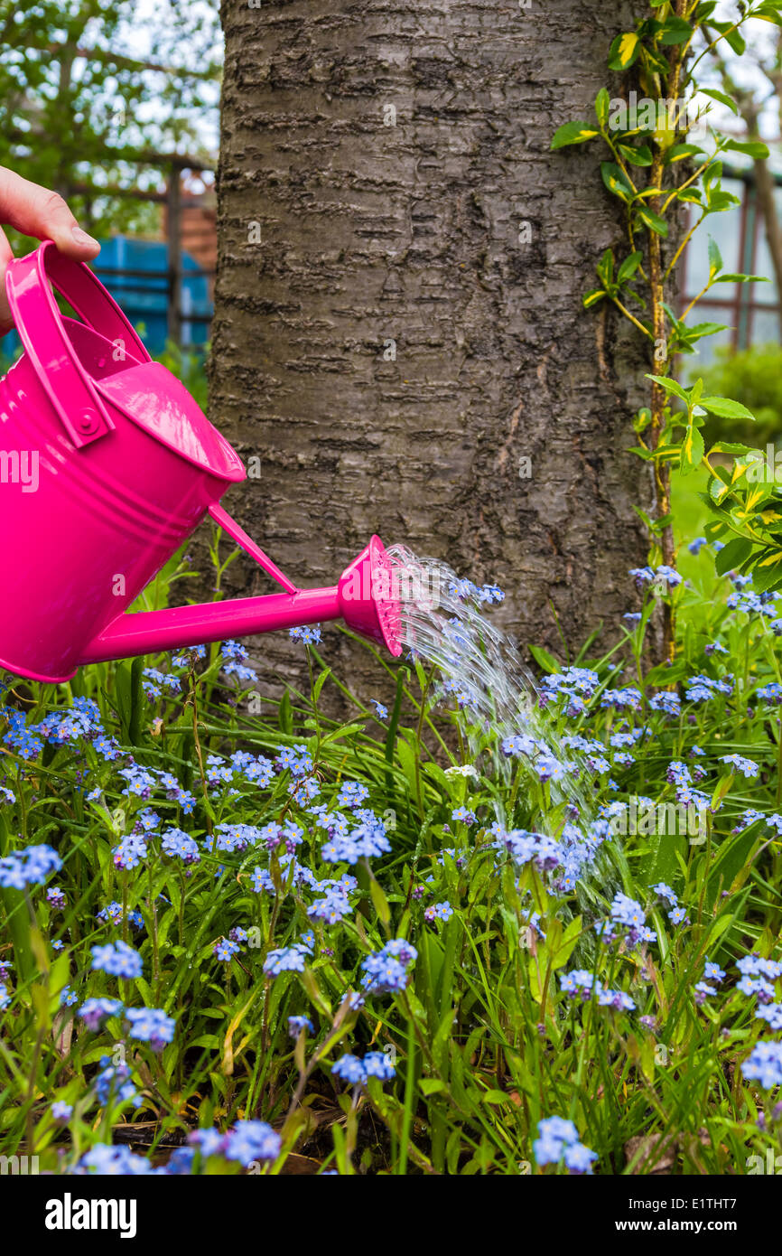 Plant Care: Watering spring flowers in the garden Stock Photo - Alamy