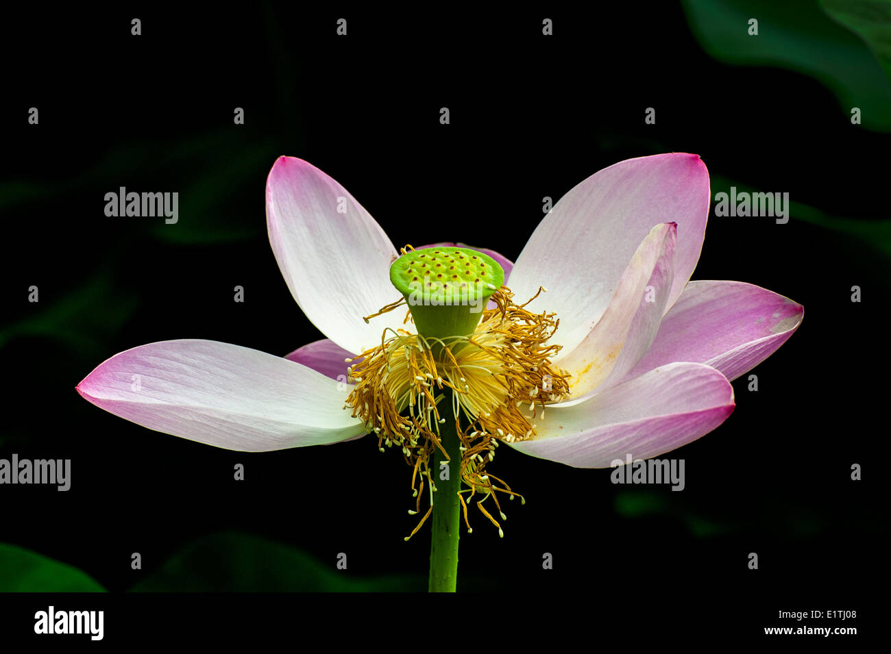 Faded lotus on the dark background Stock Photo - Alamy
