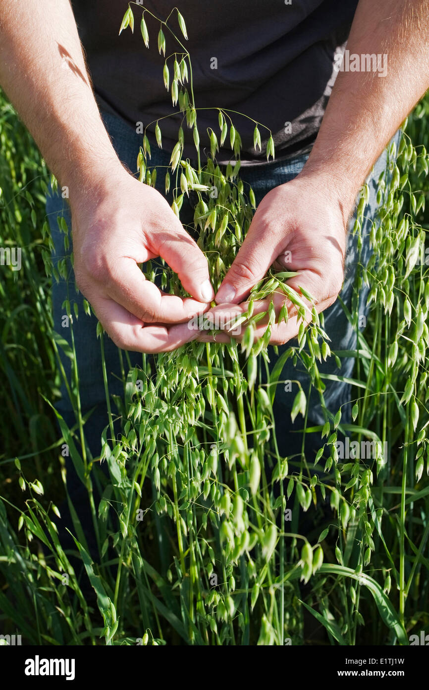 Farmer's hands inspecting oat crops Stock Photo - Alamy
