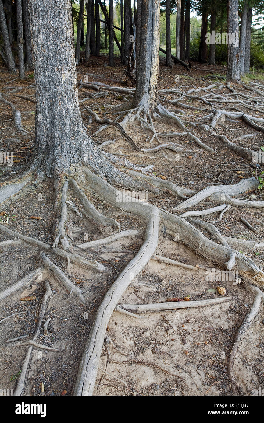 Tree trunks exposed on hiking trail, Banff National Park, Alberta ...