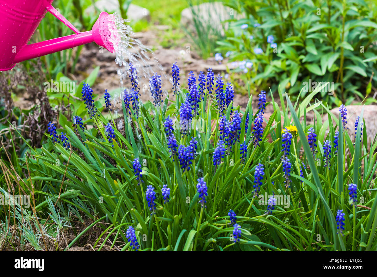 Spring works in the garden: watering plants watering can Stock Photo ...