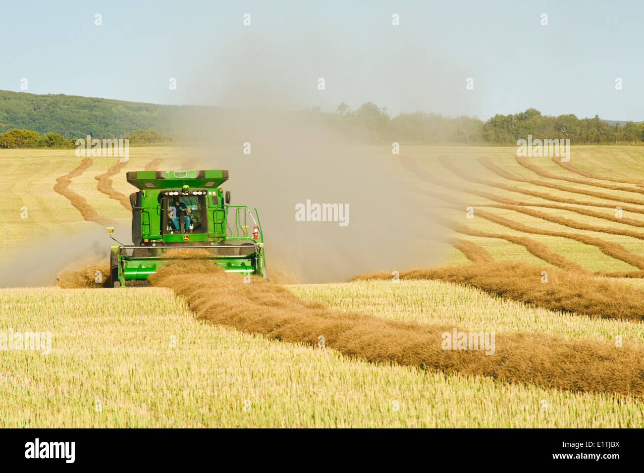 Combine harvester harvesting rapeseed hi-res stock photography and ...