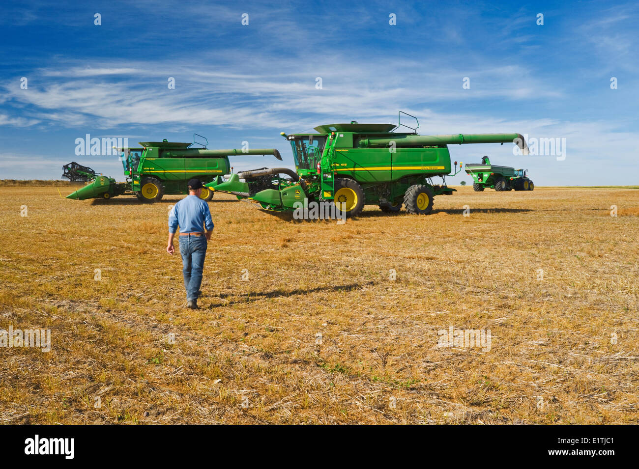 a man walks to a combine harvester during the lentil harvest near ...