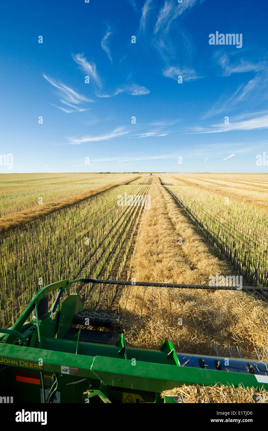 canola harvest, near Hodgeville, Saskatchewan, Canada Stock Photo - Alamy