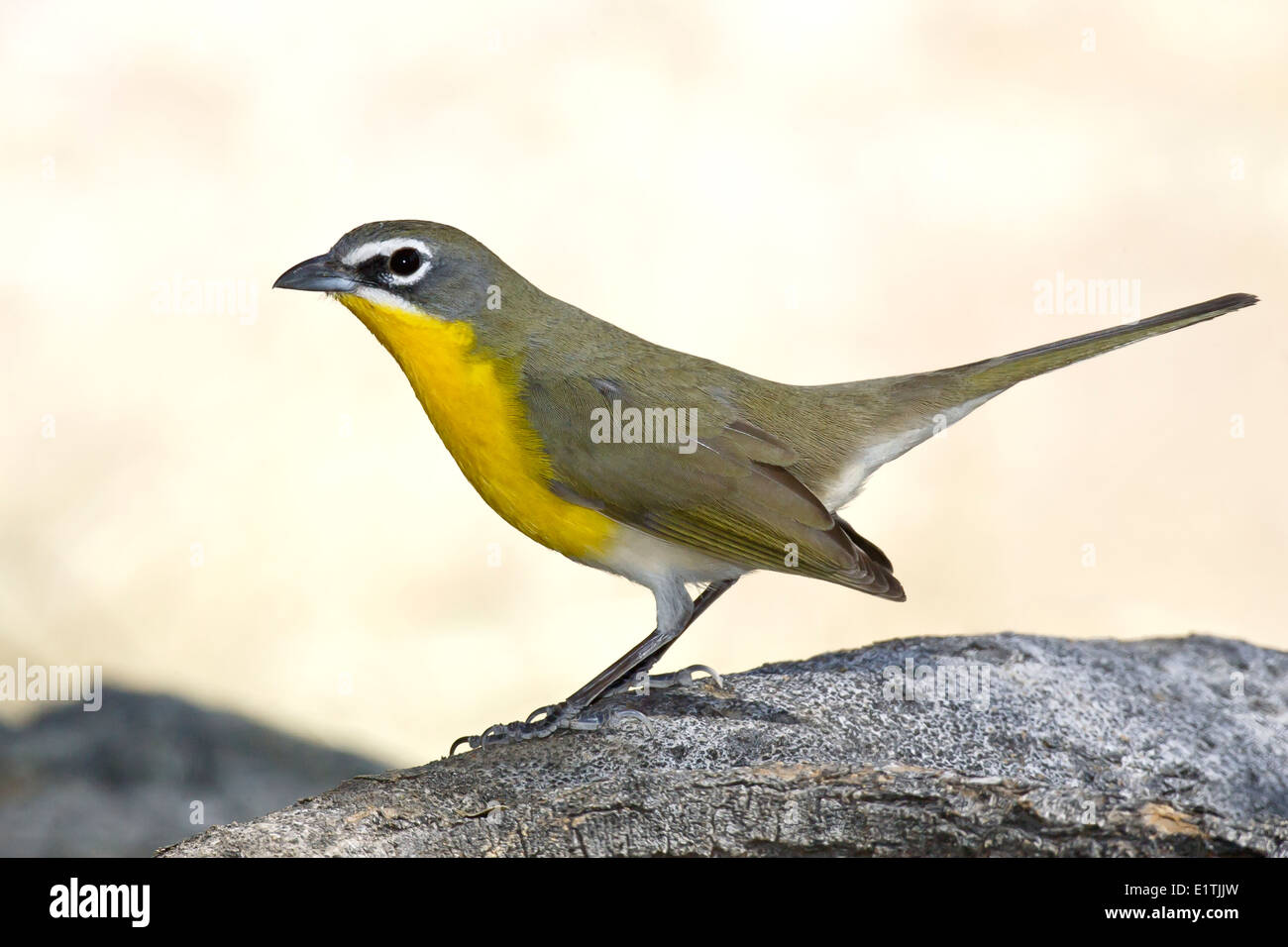 Yellow breasted chats hi-res stock photography and images - Alamy