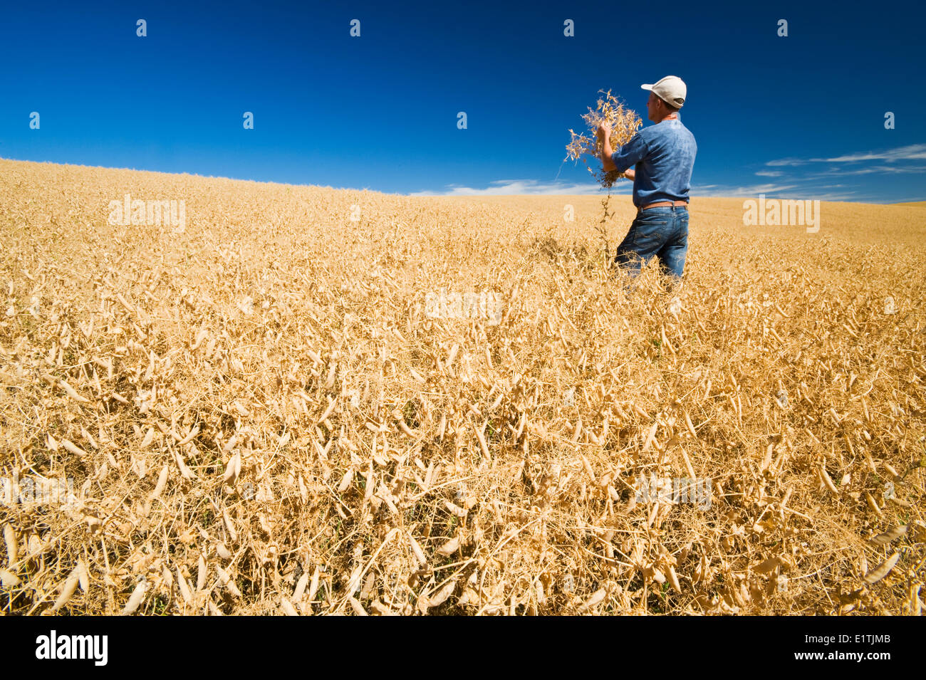 a farmer in a mature, harvest ready dry pea field near Swift Current ...