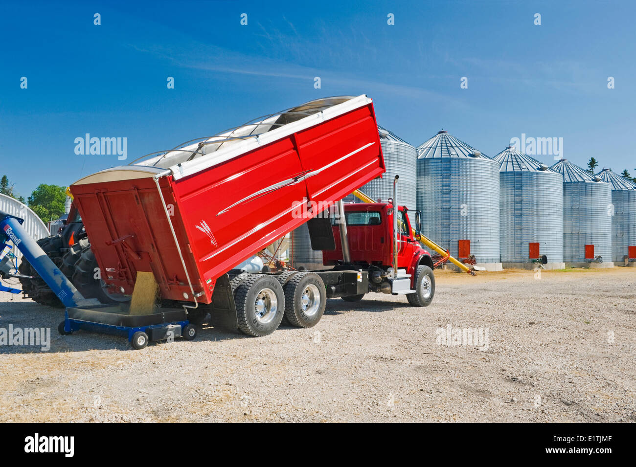 harvested barley is augered into a grain bin for on farm storage, near ...