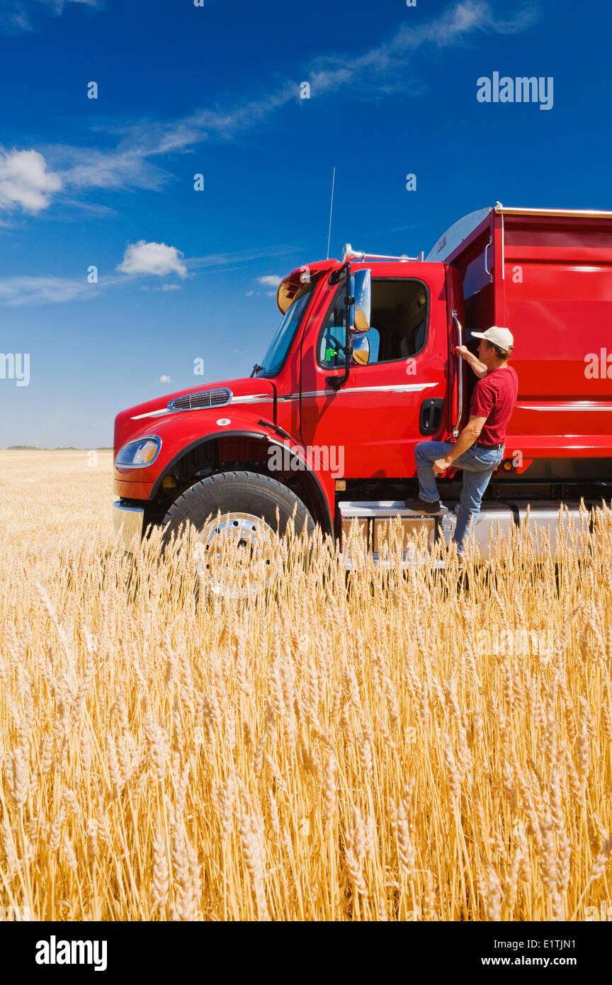 Man in a wheat field next to a farm truck hi-res stock photography and ...
