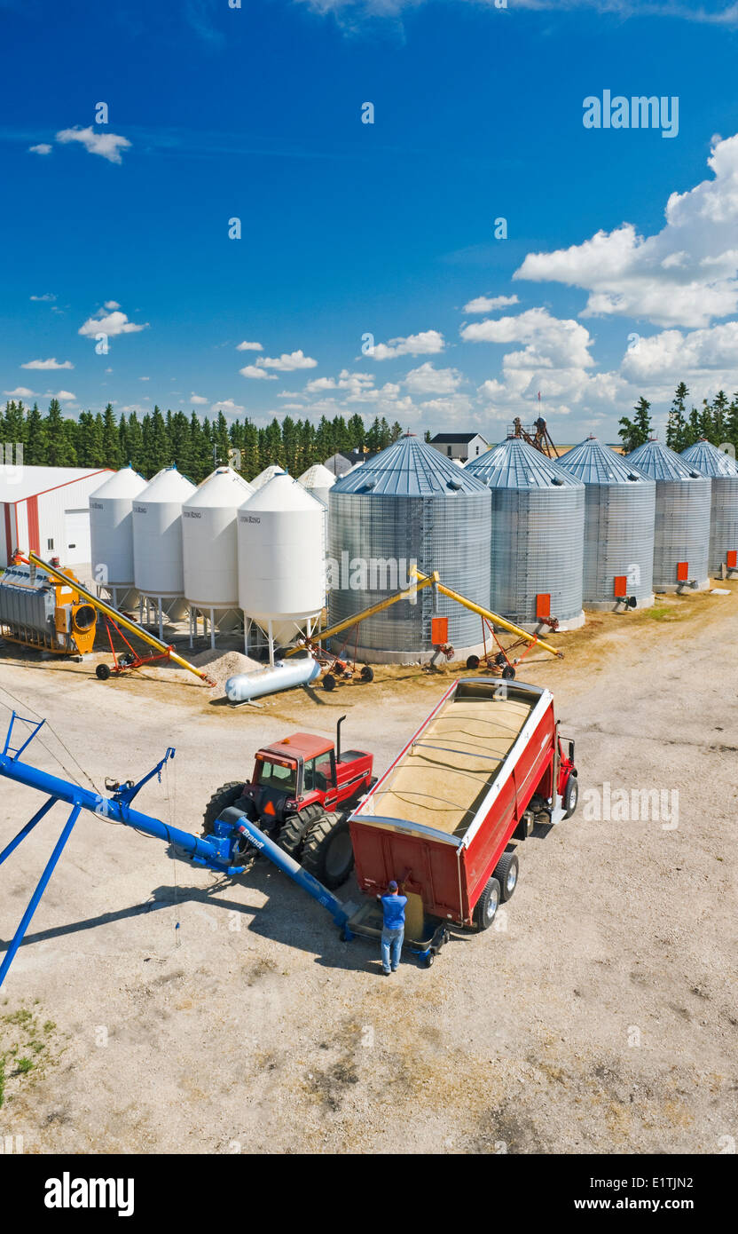 harvested barley is augered into a grain bin for on farm storage, near ...