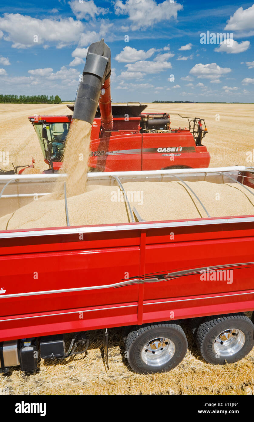 Combine harvester harvests barley hi-res stock photography and images ...