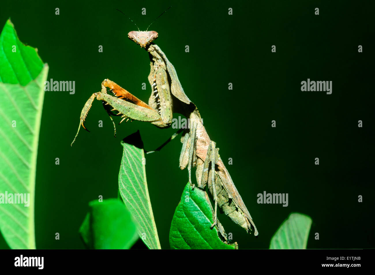 (Deroplatys horificata), Mantis, Malaysia Stock Photo - Alamy
