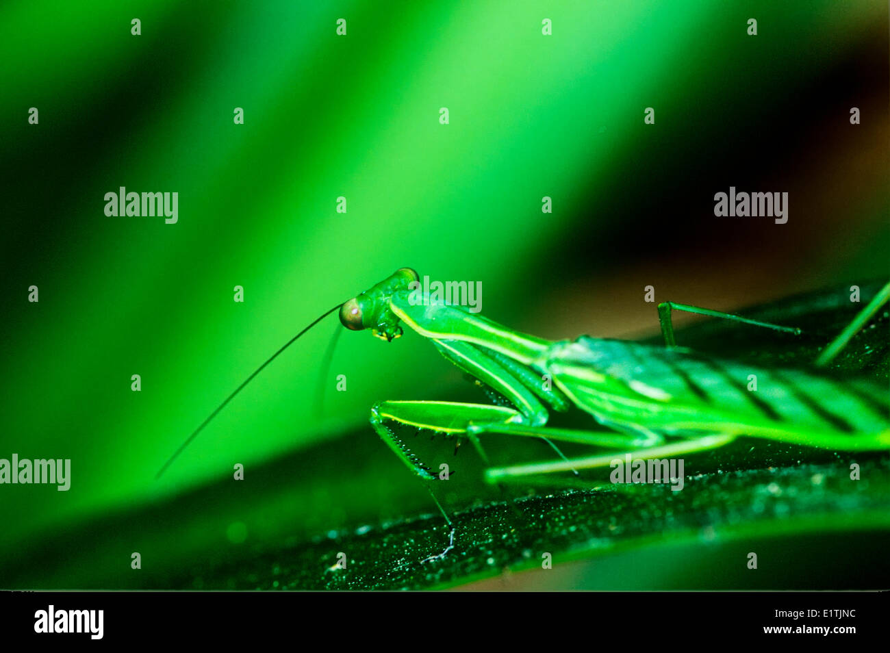 Costa rica insects hi-res stock photography and images - Alamy
