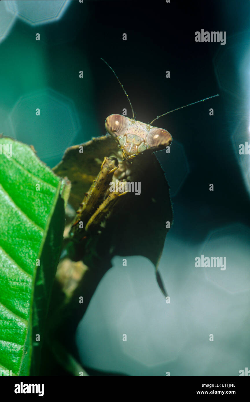 (Deroplatys dessicatus), Mantis, Malaysia Stock Photo - Alamy
