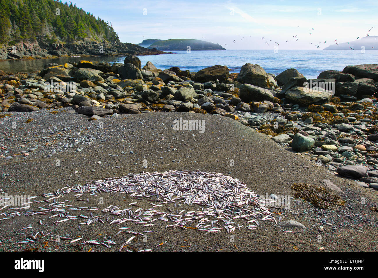 Capelin tree hi-res stock photography and images - Alamy