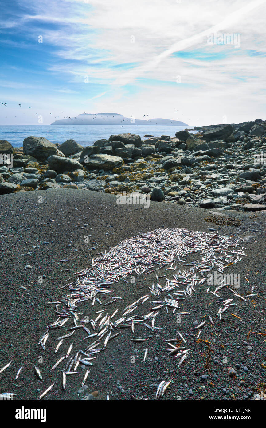 Capelin fish hi-res stock photography and images - Alamy