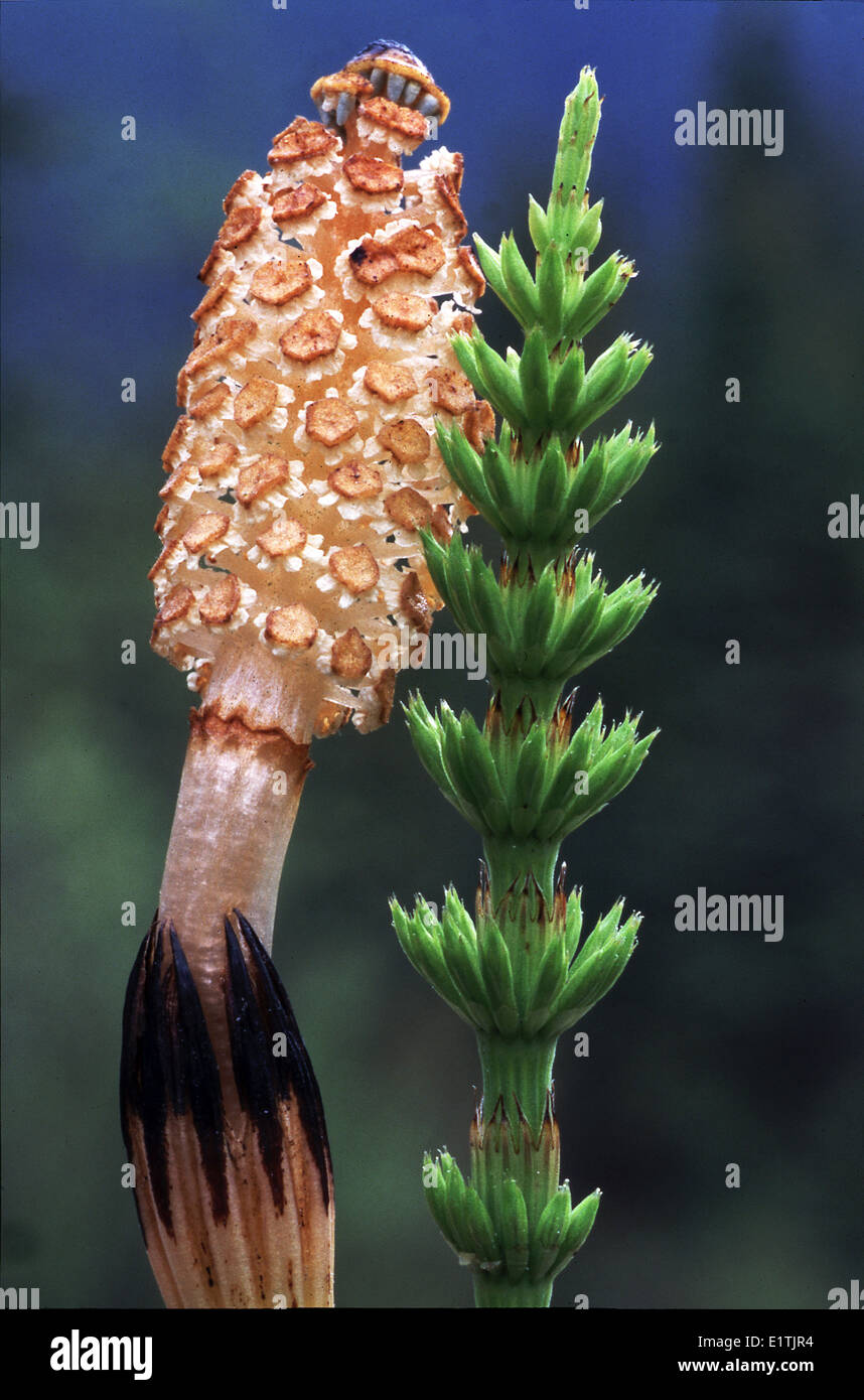 common horsetail Equisetum arvense , green stem and fertile stem with ...