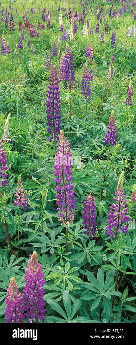 Lupinus sp hi-res stock photography and images - Alamy