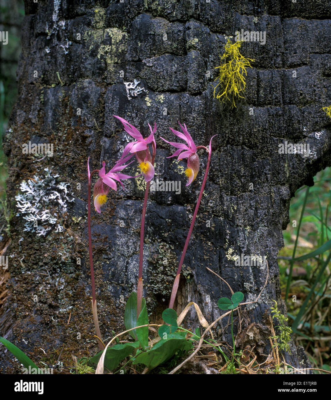 Fairy slipper Calypso bulbosa orchid burned wood with lichens Athabasca ...