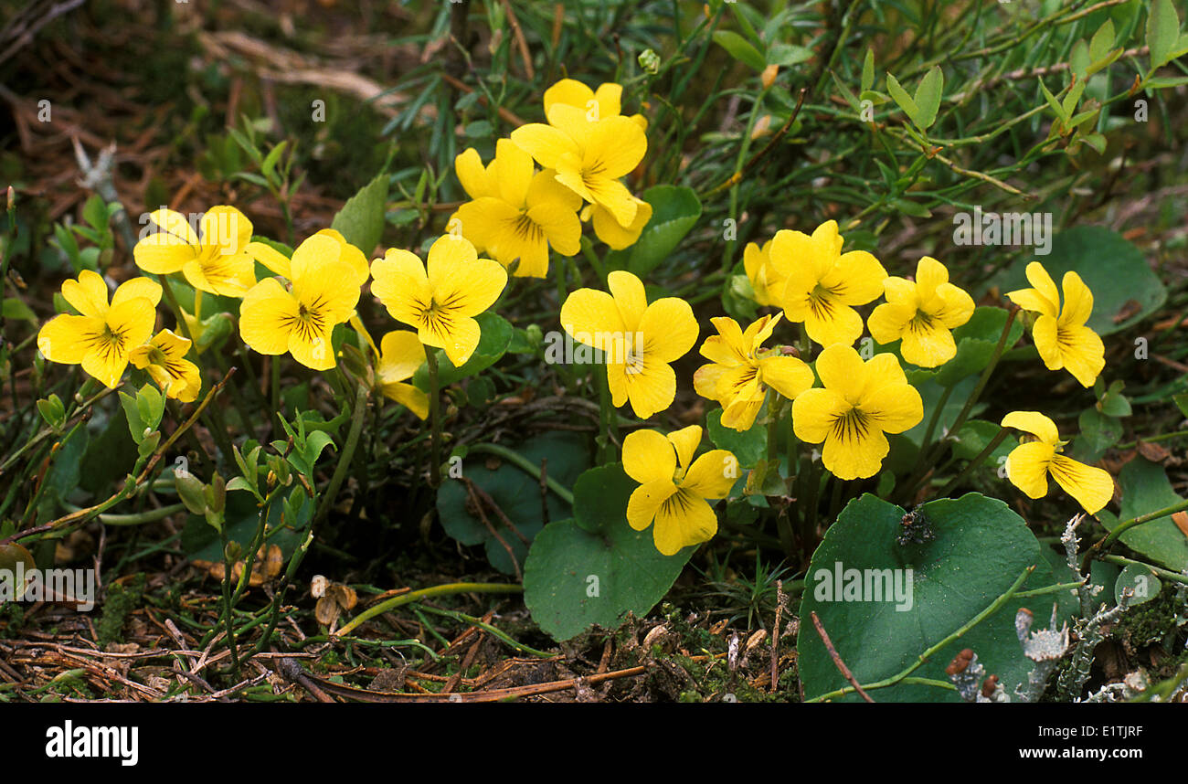 yellow mountain violet Viola glabella in subalpine forest near Bow Lake ...