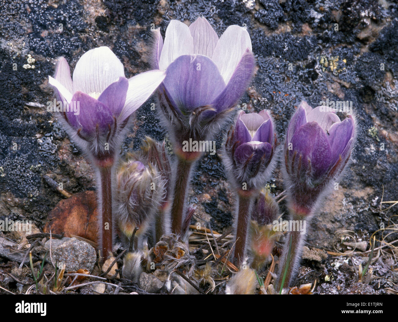 Prairie crocus also known as pasque flower Anemone patens one the first ...