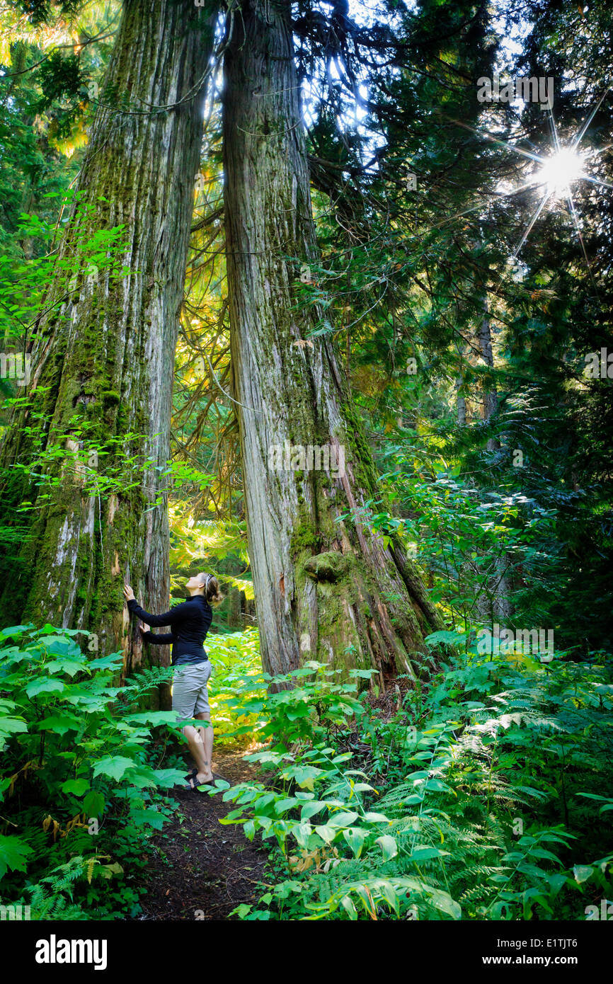 Lone female with giant cedar trees near Kaslo/New Denver British ...