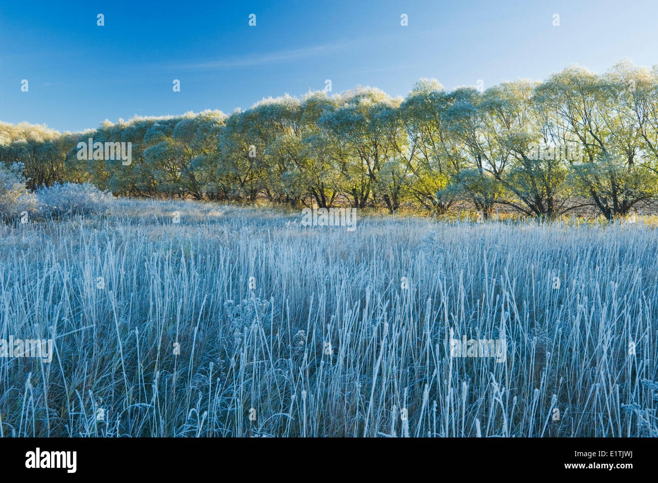 Shelter belt hi-res stock photography and images - Alamy