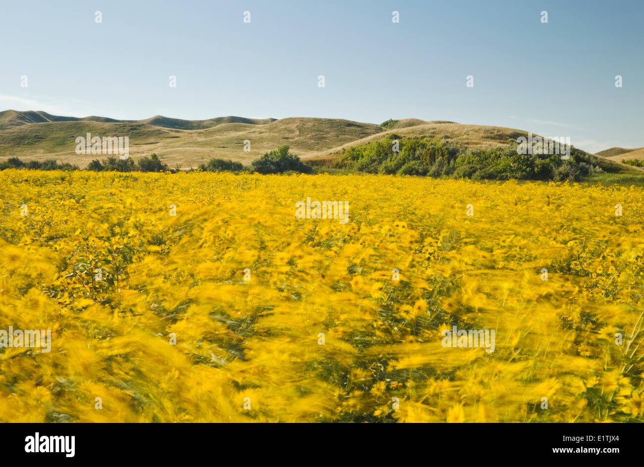 prairie sunflowers, Saskatchewan Landing Provincial Park, Saskatchewan ...