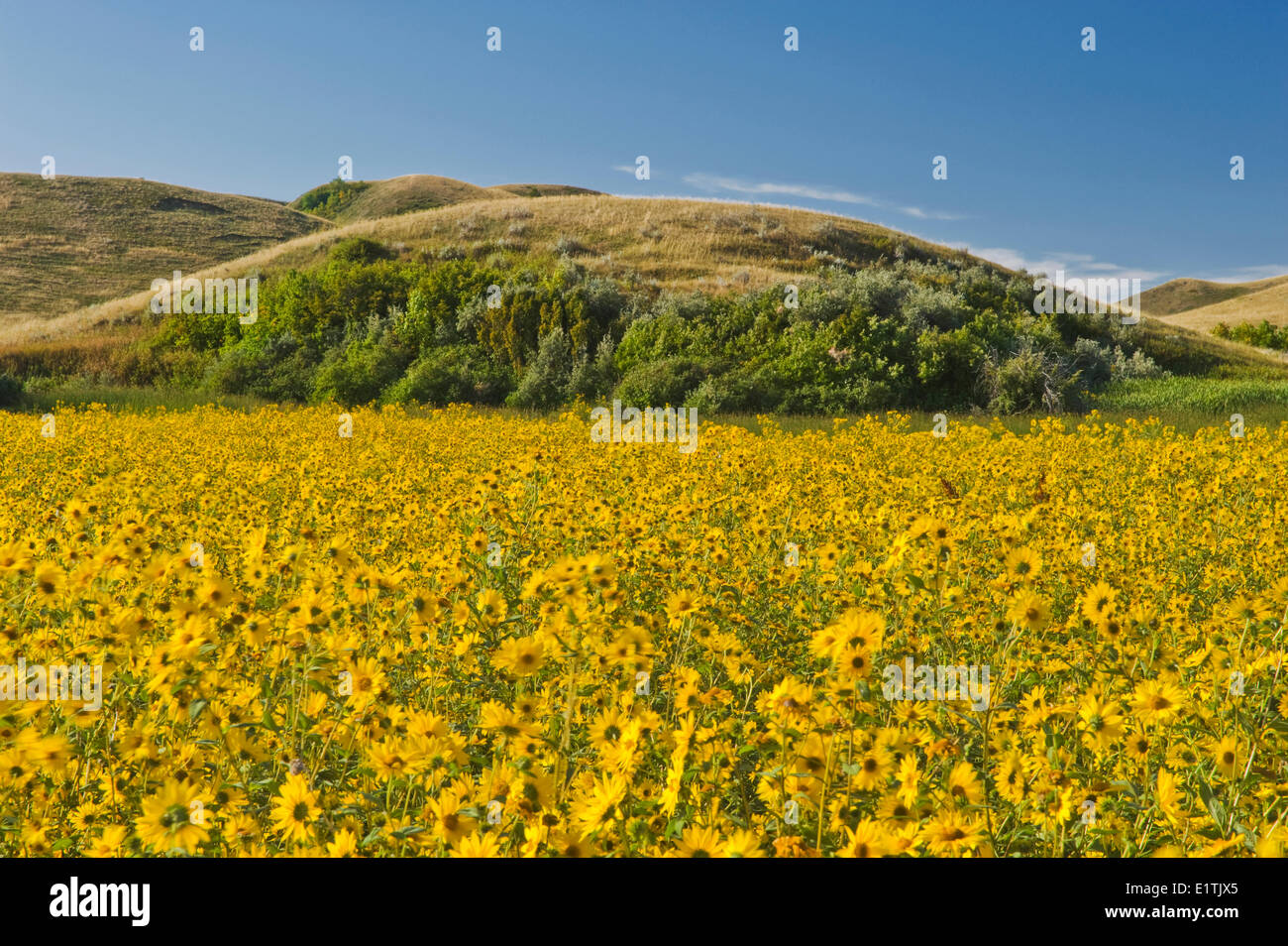 prairie sunflowers, Saskatchewan Landing Provincial Park, Saskatchewan ...