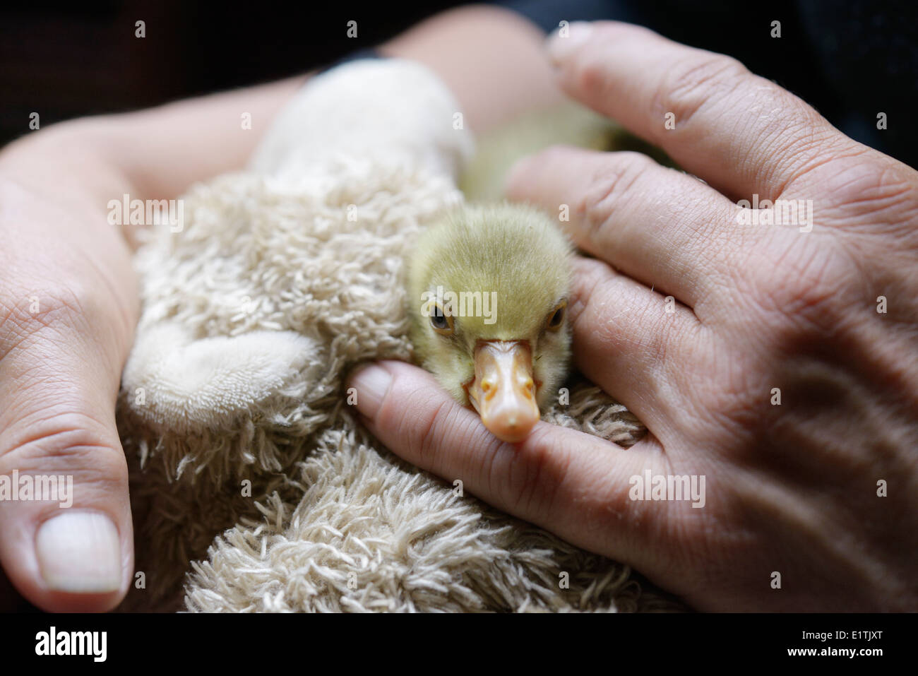Newborn goose hi-res stock photography and images - Alamy