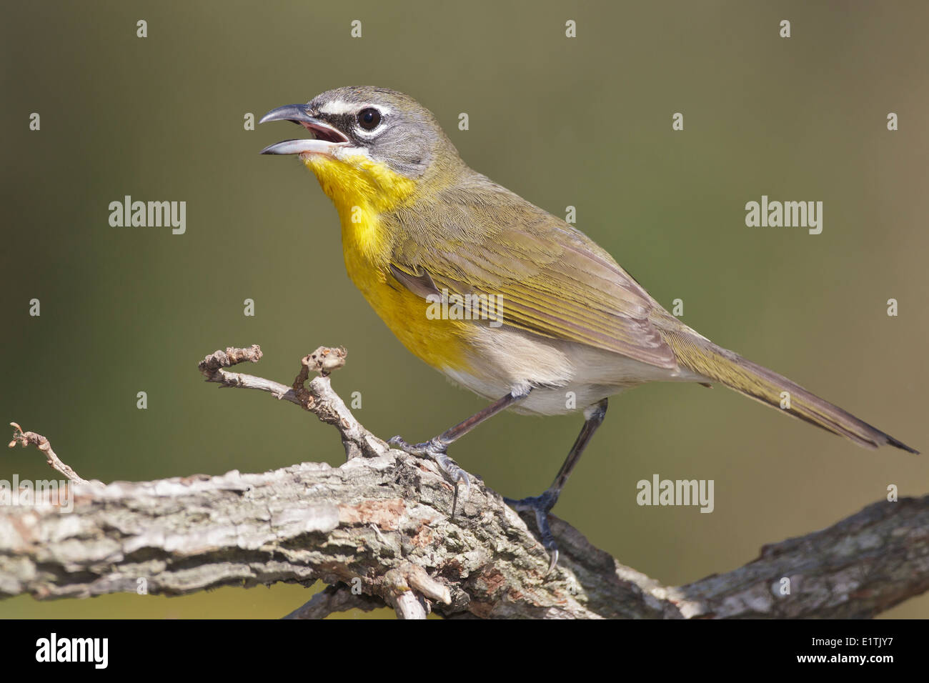 Yellow breasted chat hi-res stock photography and images - Alamy