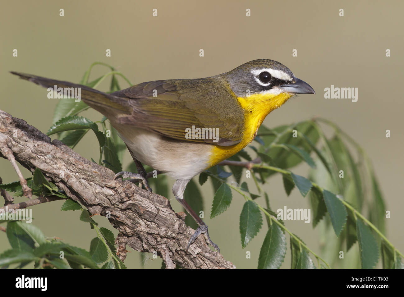 Yellow breasted chat hi-res stock photography and images - Alamy