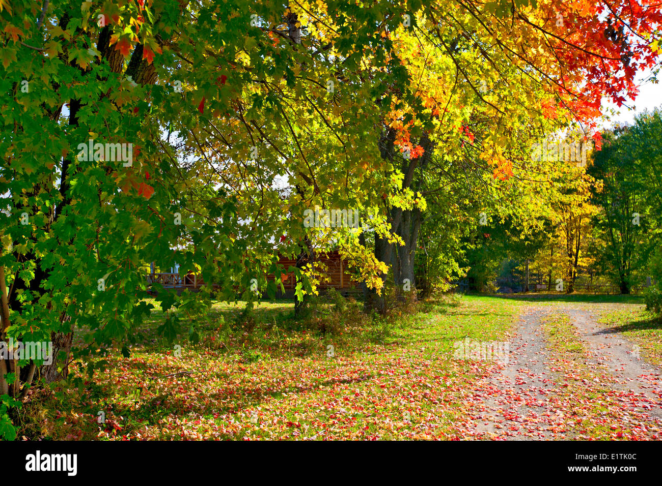 Autumn leaves, St-Edga, New Richmond, Quebec, Canada Stock Photo - Alamy