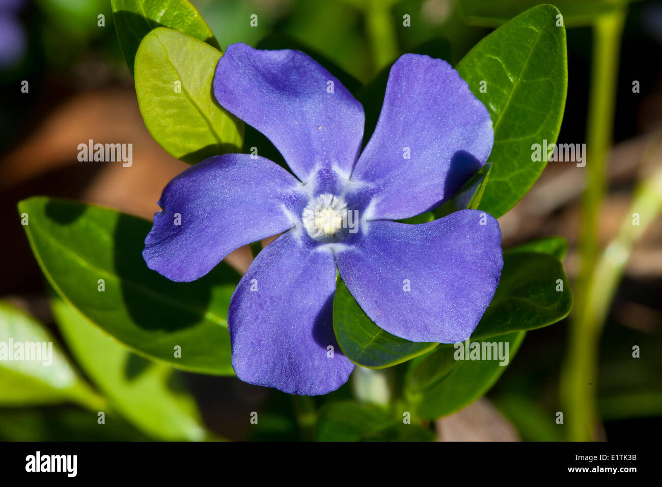 Periwinkle wildflower, (Vinca minor Stock Photo - Alamy