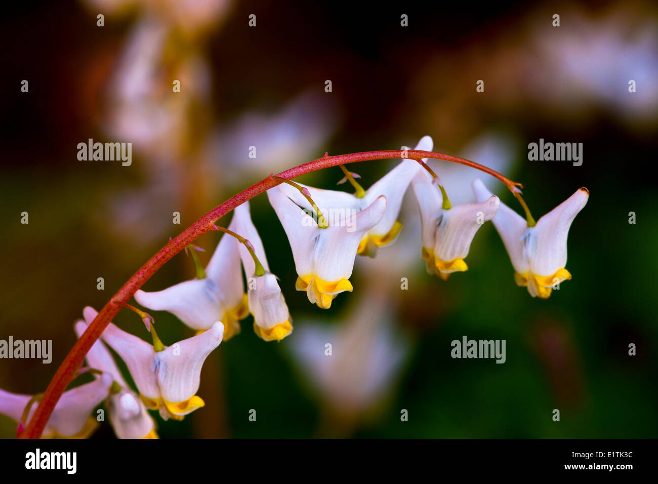 Dutchman's Breeches Wildflower, (Dicentra cucullaria Stock Photo - Alamy