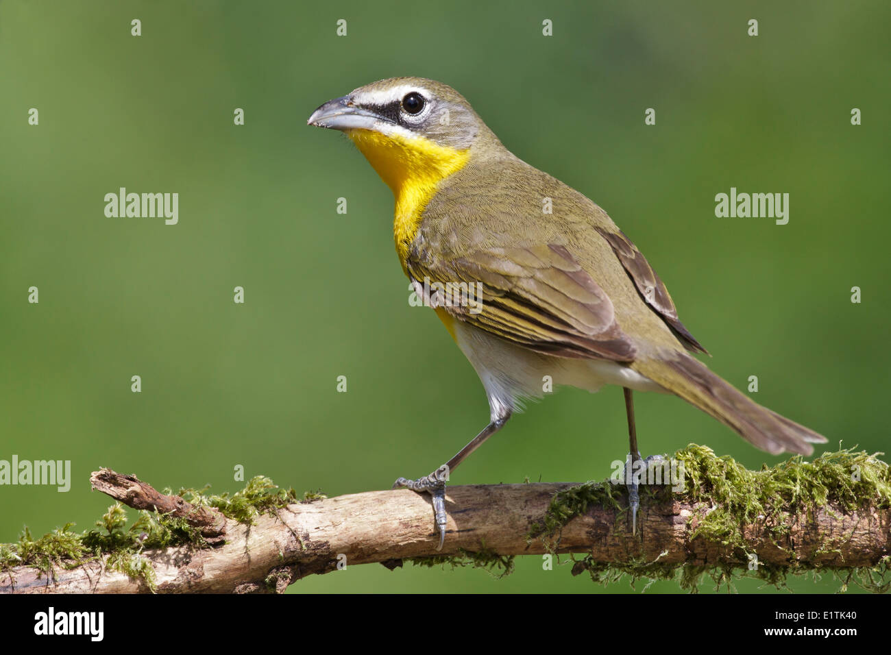 Yellow breasted chats hi-res stock photography and images - Alamy