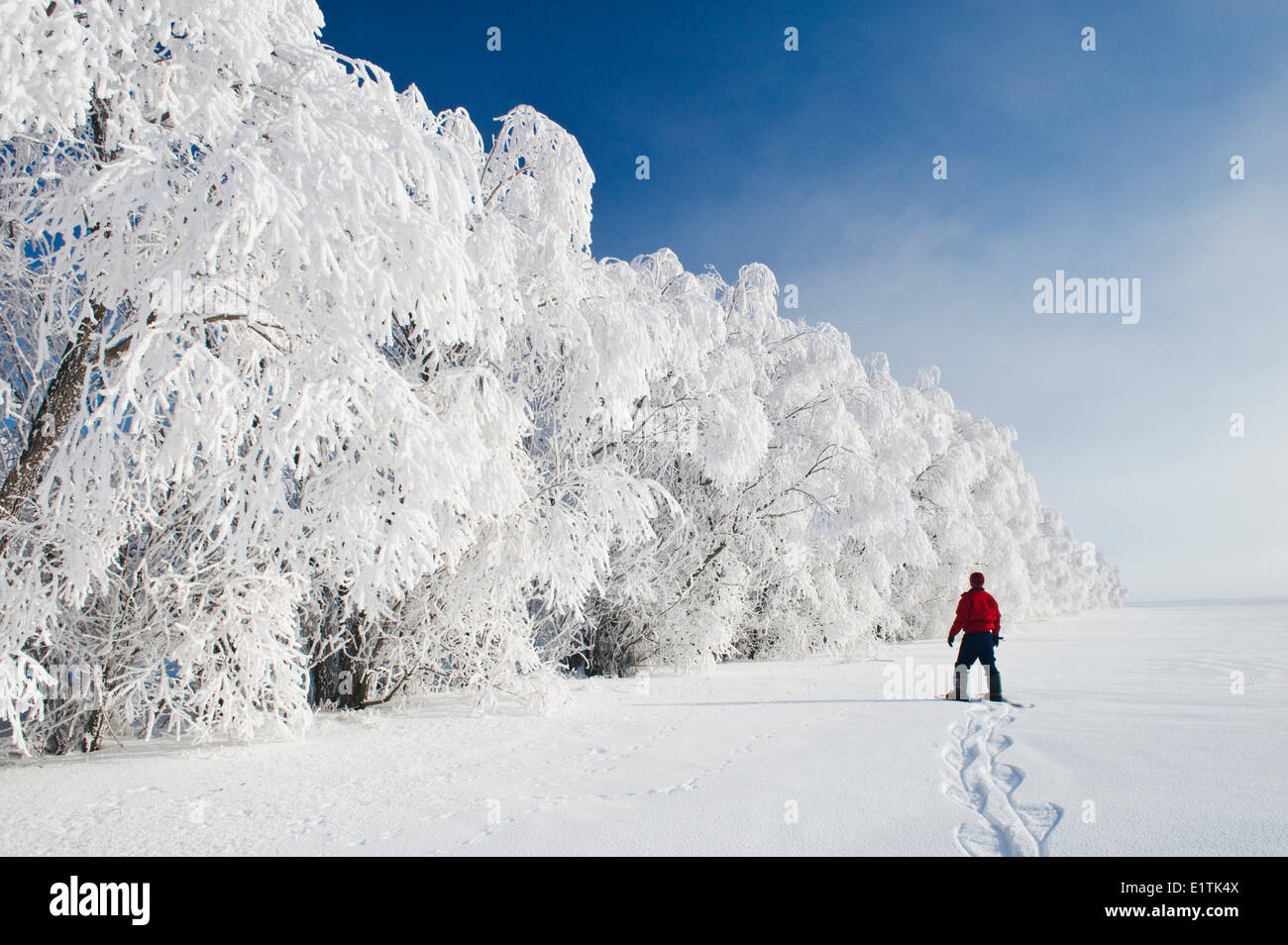Tree shelter belt hi-res stock photography and images - Alamy