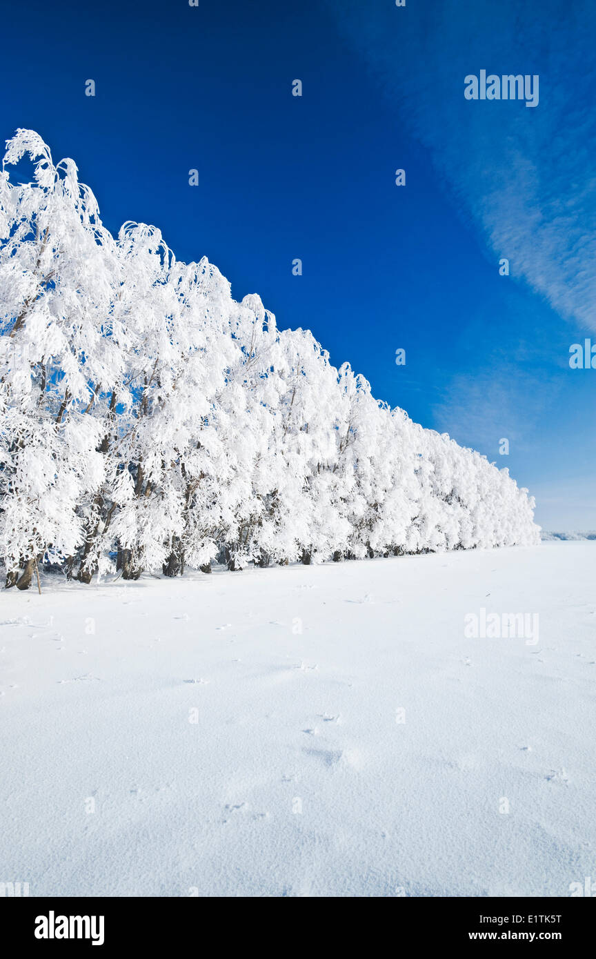 Hoarfrost on trees in shelter belt hi-res stock photography and images ...